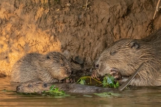 Wiltshire Wildlife Trust