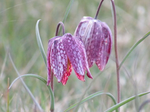 About Wiltshire Wildlife Trust
