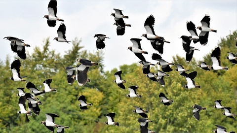 Wildlife | Wiltshire Wildlife Trust