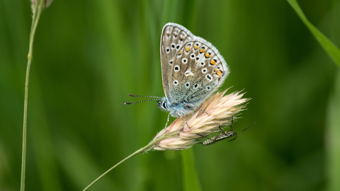 Wild Isles: Wiltshire’s wild grasslands | Wiltshire Wildlife Trust