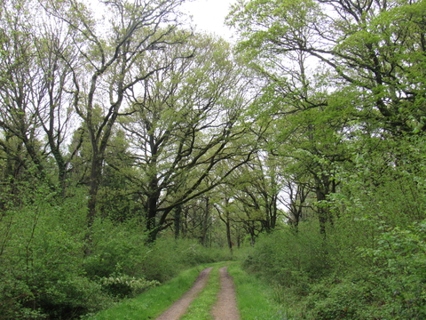 Great Wood | Wiltshire Wildlife Trust