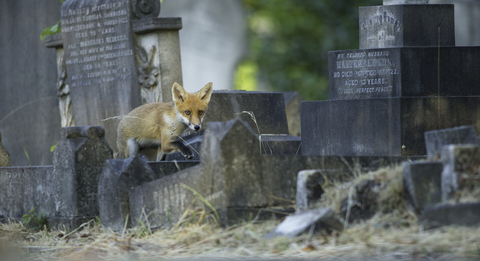 Living Churchyards | Wiltshire Wildlife Trust