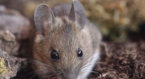 Mammals of Coombe Bissett Down: Small Mammals | Wiltshire Wildlife Trust