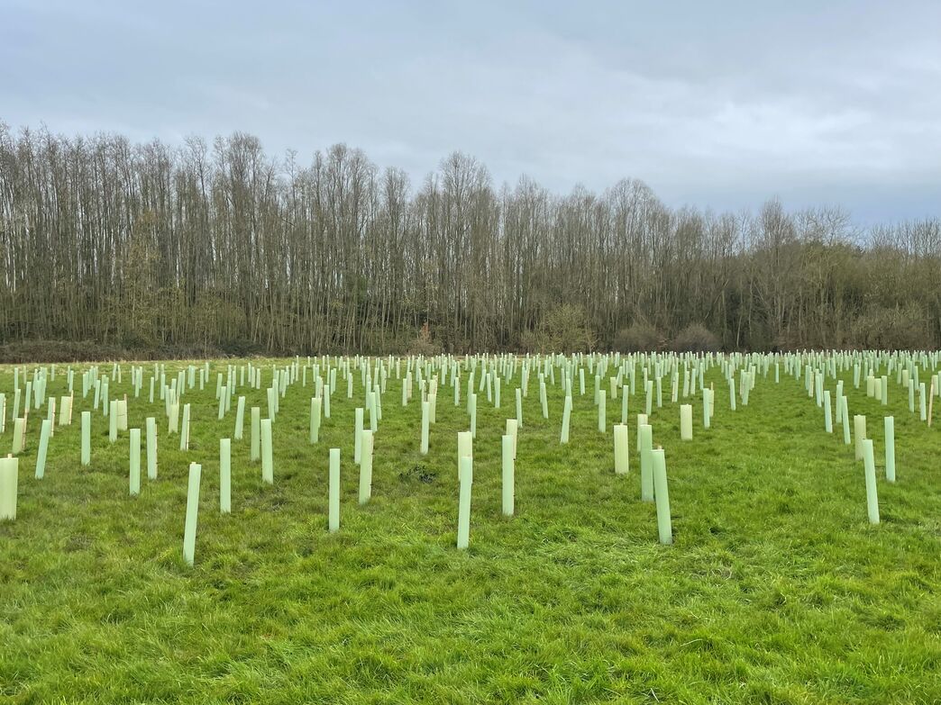 Trees for Climate | Wiltshire Wildlife Trust