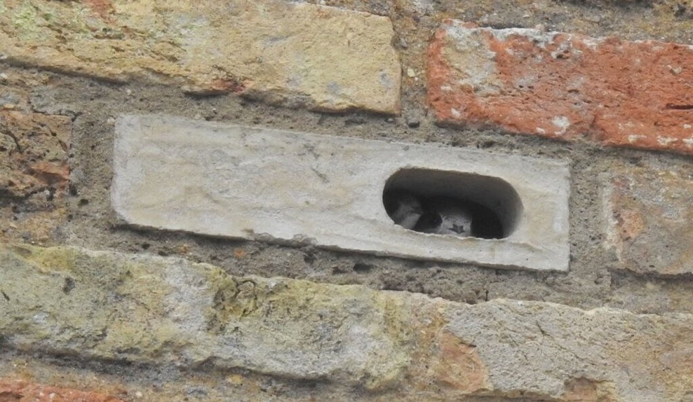 5 things you can do to help swifts | Wiltshire Wildlife Trust