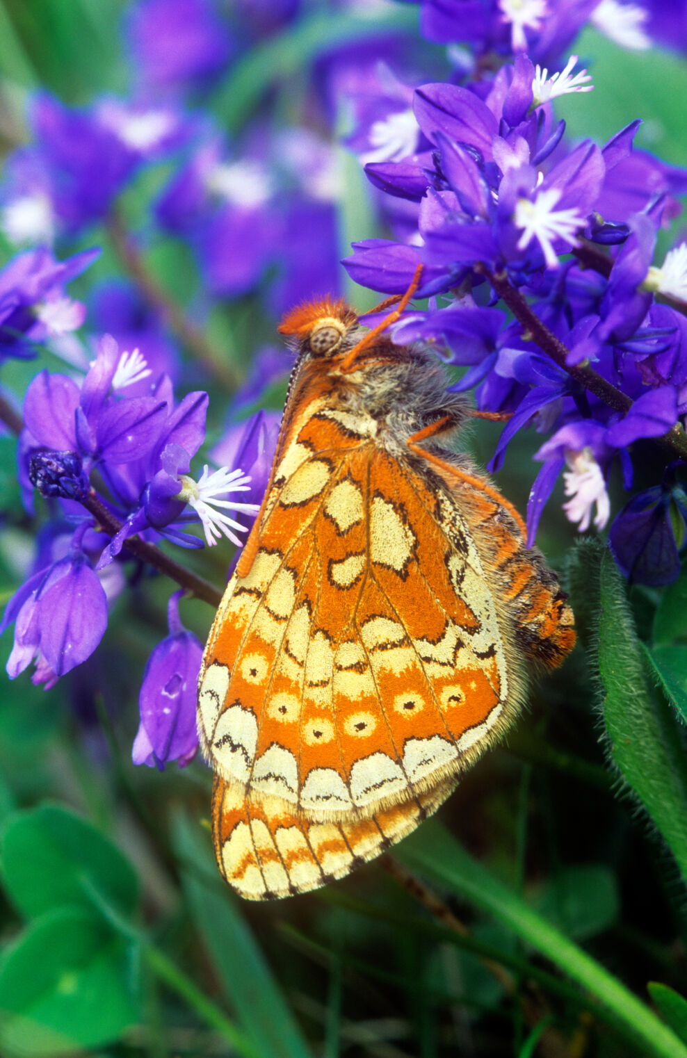 Autumn Species Appeal | Wiltshire Wildlife Trust